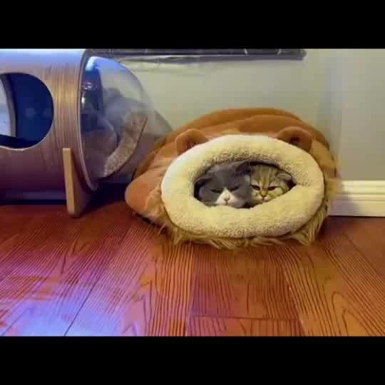 Stink da pew - Meme by kbrown4432 :) Memedroid