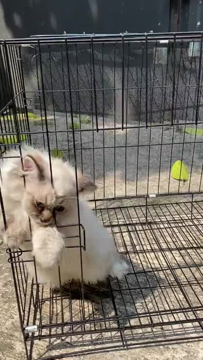 Dramatic Cat - Meme by Toshiba_somaliese :) Memedroid