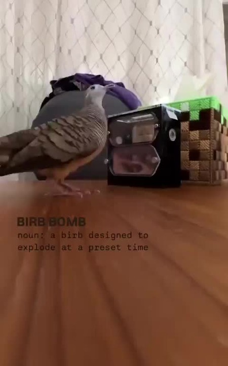 Birb bomb - Meme by Mustafafleur :) Memedroid