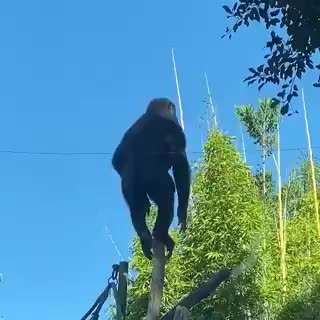 Mono - Meme subido por deleted_2cefb768250 :) Memedroid