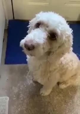 El título se fue de nuevo a su tumba - Meme subido por DariOrti26 ...