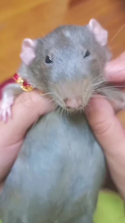 ratatoing - Meme by PedroBrabo :) Memedroid