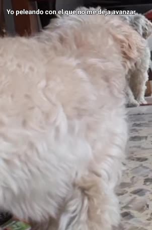 Autosabotaje?? No lo creoooo - Meme subido por Pi111 :) Memedroid