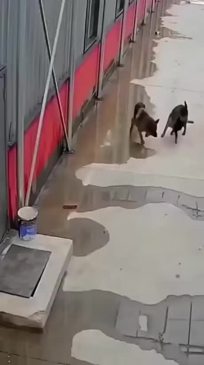 The happiness after the rescue - Meme subido por BenBluel :) Memedroid