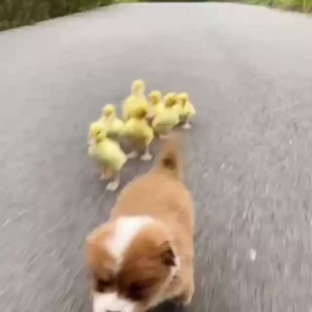 STAMPEDE! - Meme by Elle1906 :) Memedroid