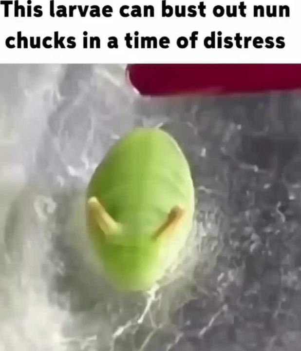 This larvae pulling out nun chucks like it’s anime - Meme by BluewoMeme ...