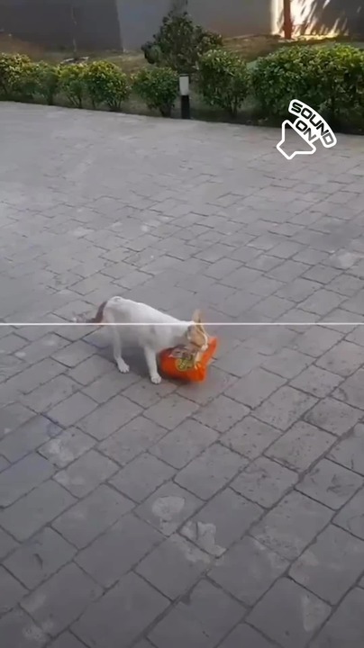 Turkish cat steals chicken from the market for her kittens - Meme by ...