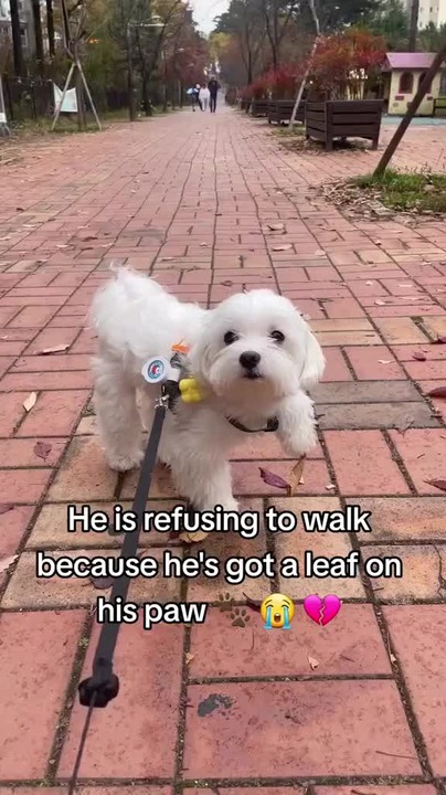 little man has no survival instincts - Meme by arrowguy :) Memedroid