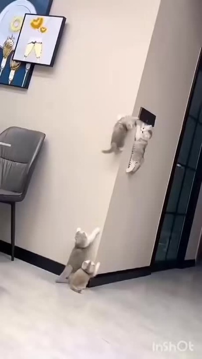 Gatitos escaladores - Meme by diegomoon :) Memedroid