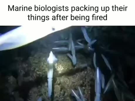 Marine biologist meme - Meme by sdesethor :) Memedroid