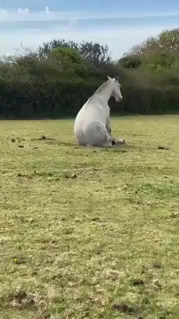 Caballo Juan sentado - Meme subido por athelant :) Memedroid