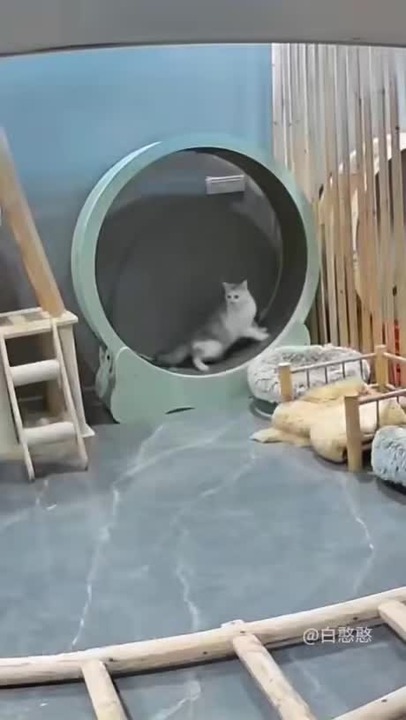 cats racing - Meme by daizehyug :) Memedroid