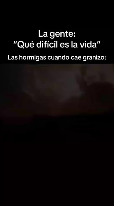 La vida es dura? Pregúntale a las hormigas con granizo encima - Meme by ...