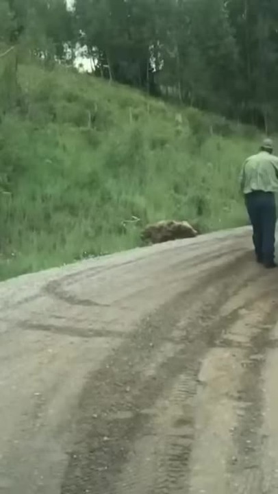 Bear attack - Meme by Illrandom :) Memedroid