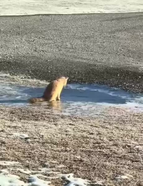 Cat on ice - Meme by MemeTheVersed :) Memedroid