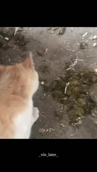 Mouse has survival skills - Meme by DraconianMelon :) Memedroid