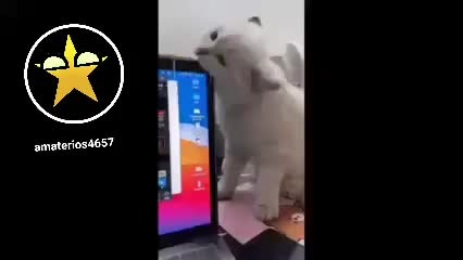 Arroba - Meme subido por Catron4657 :) Memedroid