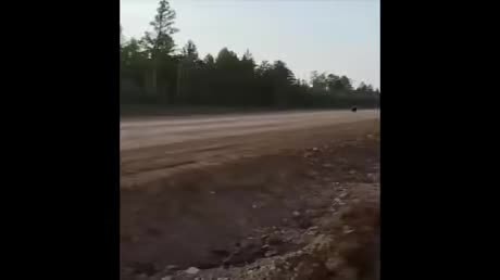 Si pensabas que podrías huir fácilmente de un oso - Meme subido por ...