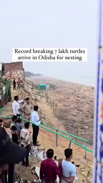 Odisha turtles just dropped the biggest nesting party - Meme by ...