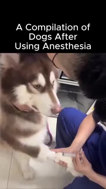 Dogs after using anesthesia - Meme by NouSIii :) Memedroid