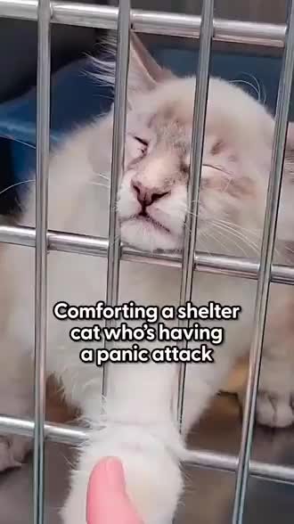 Helping a shelter cat through a panic attack - Meme by ogbenjamin ...