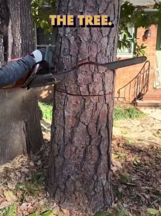How to cut a tree - Meme by RapBroadway :) Memedroid
