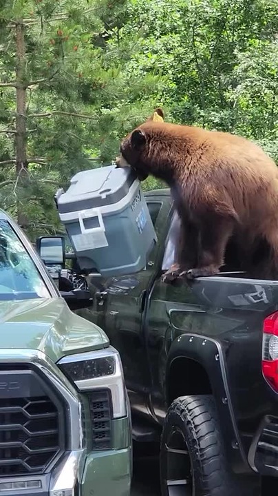 Oso robando la merienda - Meme subido por MORTIS_x07 :) Memedroid