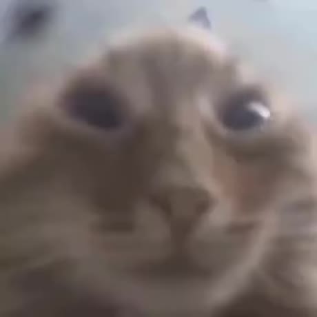 Cat brainrot - Meme by Jade_prox :) Memedroid