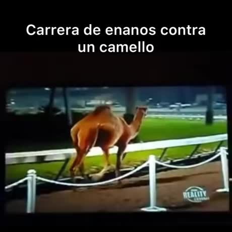 Carrera de enanos contra un camello - Meme subido por dgarlingo ...