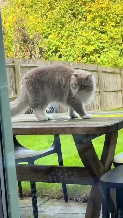 Gato giratorio - Meme by Mrjesus :) Memedroid