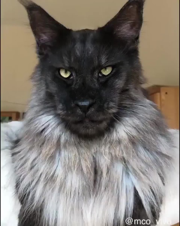 I have hired this cat to stare at you - Meme by Burgerheimer :) Memedroid I have hired this cat to stare at you - Meme by Burgerheimer :) Memedroid