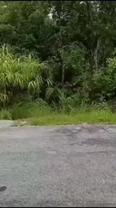 Monki - Meme by Johelito11 :) Memedroid