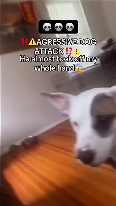 Agressive dog attack - Meme by TaylorStep :) Memedroid