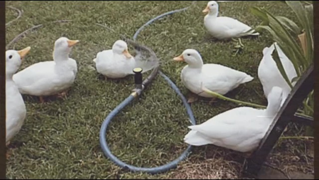 Patito - Meme subido por S.H.O.O.T.E.R :) Memedroid