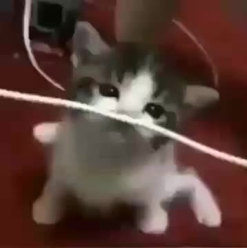 Gatito - Meme subido por Laardillashitposter :) Memedroid