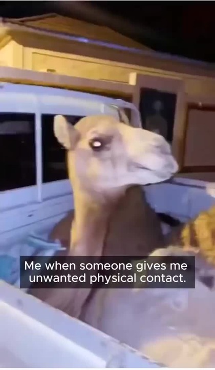 Camel - Meme by ChemicalRip :) Memedroid