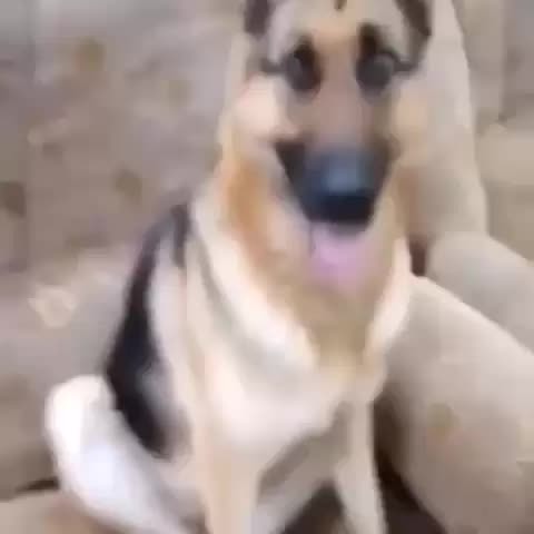 Perro borracho - Meme subido por Fullstack :) Memedroid