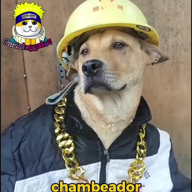 Perro con tremendo Flow - Meme subido por xlHEINER :) Memedroid