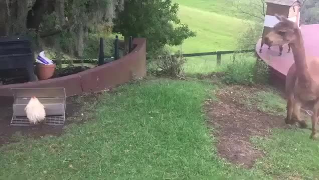 Chicken doesn't want to share - Meme by MMD_Fun_Agent :) Memedroid