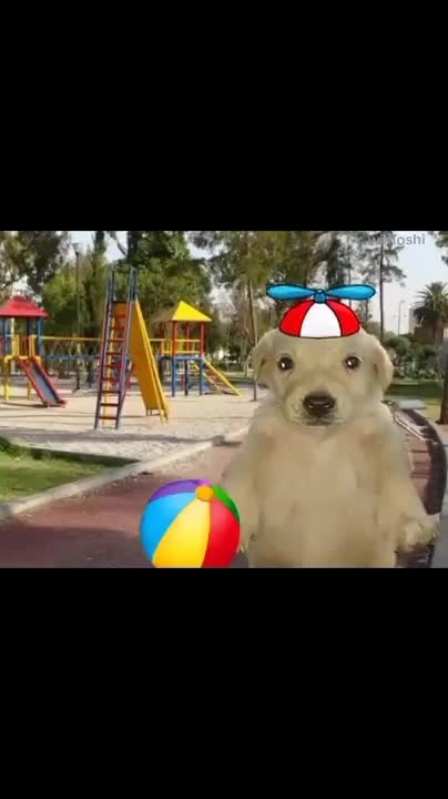 Perro panson - Meme by Random1q1 :) Memedroid