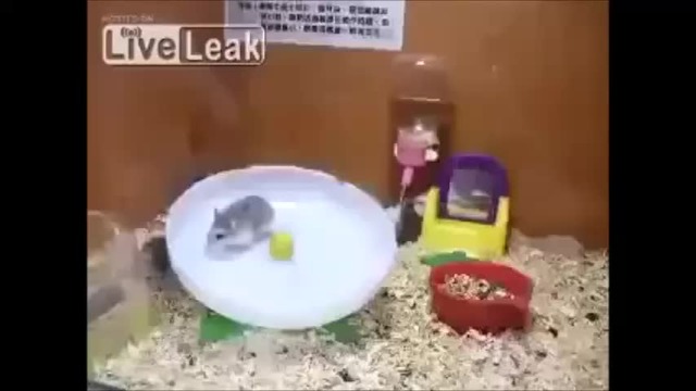 Raton - Meme subido por deleted_2bb44471b17 :) Memedroid