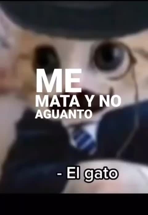 La curiosidad mató al gato - Meme by jandroqr :) Memedroid