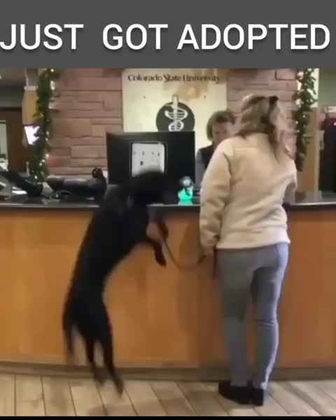 Dog happiness after getting adopted - Meme by dexterwinter :) Memedroid