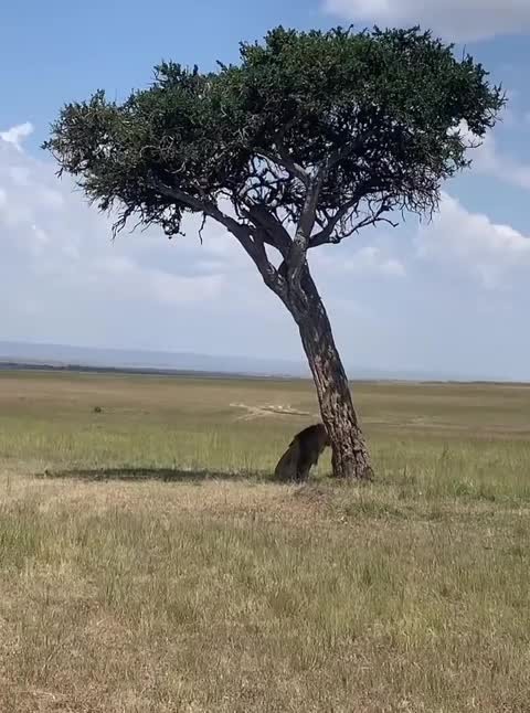 Free meat - Meme by Mustafafleur :) Memedroid