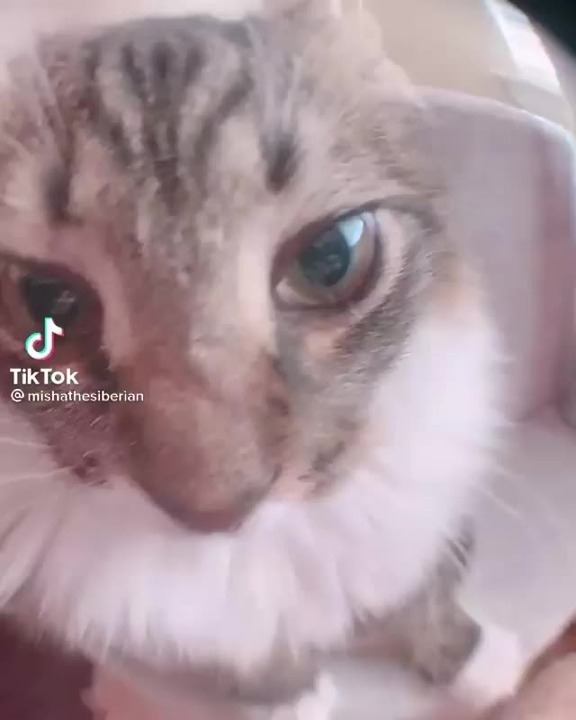 Aaaaaaaa - Meme by Viflaem2 :) Memedroid