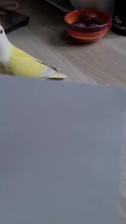 Thank you birds - Meme by ZeroNumbCold :) Memedroid