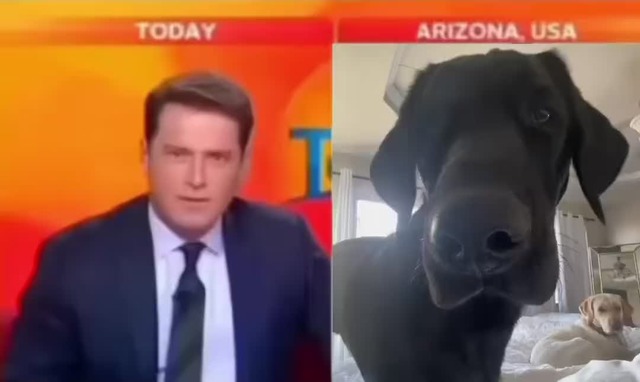 brody accidentally attends a news interview - Meme by bletchley ...