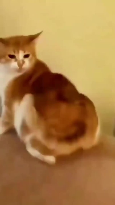 Cats are so goofy - Meme by tamikins123 :) Memedroid