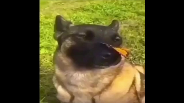 Perro con una mariposa - Meme subido por Khodorxd :) Memedroid