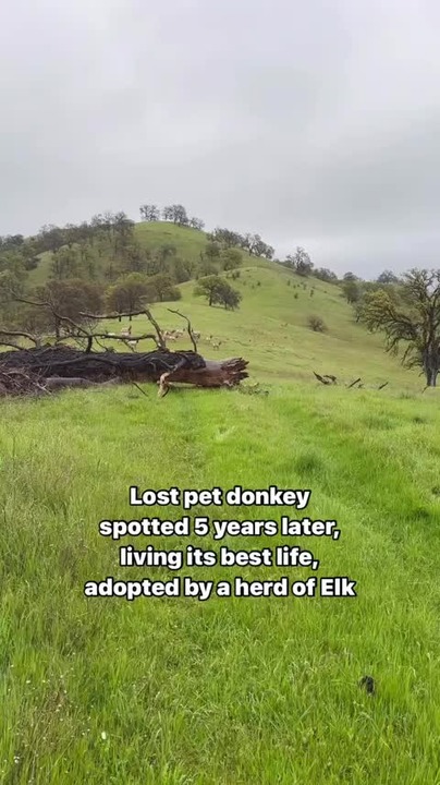 Lost pet donkey was adopted by a herd of Elk - Meme by Wr3m3M3m3d ...